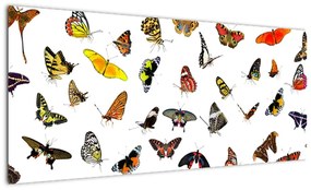 Obrazy motýlů (100x40cm)