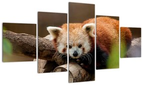 Obraz pandy červené (125x70 cm)