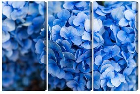 Vícedílný obraz Modré Květy Hortenzie Zblízka Nedostatek Nedostatek Přírodní plátno 120x80