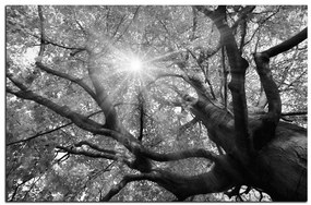 Obraz na plátně - Slunce přes větve stromu 1240QA (60x40 cm)