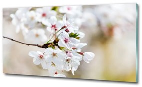 Wallmuralia Foto-obraz fotografie na skle Květy višně 100x50