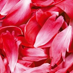 Fototapeta na zeď Dimex Red Petals L-543 | 220x220 cm