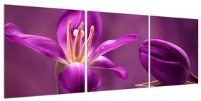 Obraz fialového květu (120x40 cm)
