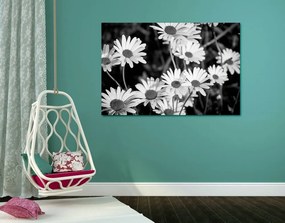 Obraz sedmikrásky na zahradě v černobílém provedení - 120x80 cm