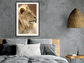 Plakát Sluneční siesta - portrét tropického lva v jeho přirozeném prostředí