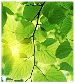 DIMEX | Vliesová fototapeta na zeď Zelené listy MS-3-0107 | 225 x 250 cm | zelená