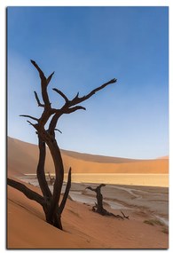 Obraz na plátně - Mrtvý strom v dunách - obdélník 7130A (120x80 cm)