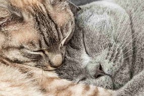 DIMEX | Samolepicí vliesová fototapeta na zeď Dvě spící kočky MA-5-0555 | 375 x 250 cm | béžová, hnědá, šedá