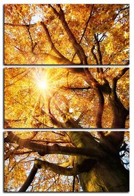 Obraz na plátně - Slunce přes větve stromu - obdélník 7240B (90x60 cm  )