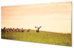 Obraz na skle Stádo jelenů pole svítání 140x70 cm