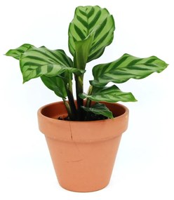 Pokojová rostlina Calathea Freddie, průměr 6-7 cm