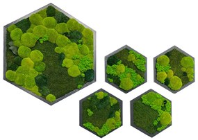WOODILO Sada mechových obrazů | hexagon | kombinace kopečkového, plochého a sobího mechu Barva rámu: Mahagon