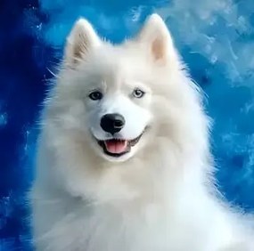 NORIMPEX Diamantové malování Samojed / 30x40 cm
