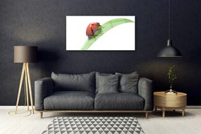 Obraz na skle Beruška List Příroda 125x50 cm