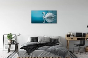 Obraz na skle Swan ve vodě 140x70 cm