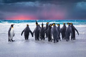 DIMEX | Samolepicí vliesová fototapeta na zeď Tučňáci na Falklandech MA-5-0478 | 375 x 250 cm | modrá, červená, bílá, černá, žlutá