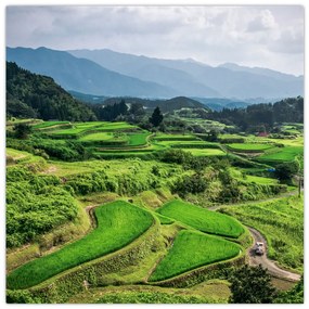 Obraz rýžových polí (30x30 cm)