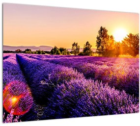 Skleněný obraz levandulového pole, Provence (70x50 cm)