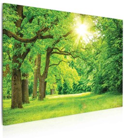 Malvis ® Obraz Lesní mýtinka Velikost: 90x60 cm