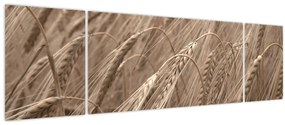 Obraz - Zlaté pole (170x50 cm)