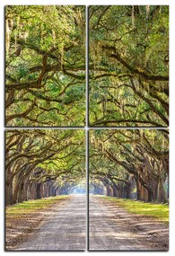 Obraz na plátně - Historické dubové stromy lemované polní cestou - obdélník 7239E (120x80 cm)