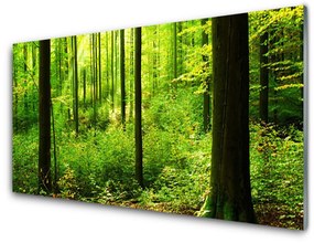 Obraz na skle Les Zeleň Stromy Příroda 100x50cm