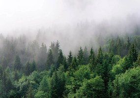 Postershop Fototapeta vliesová: Mlha nad lesem (2) - 254x184 cm