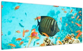 Obraz ryb v akvárii (100x40cm)