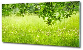Wallmuralia Fotoobraz na skle zelená louka 100x50
