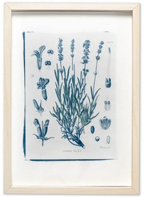Botanická fotografie na zeď - Levandule - 21 x 30 cm (A4) / s rámem