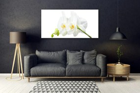 Plexisklo-obraz Plátky Květ Bíla Orchidej 120x60 cm