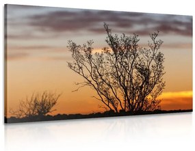 Obraz větvičky v západu slunce Varianta: 90x60