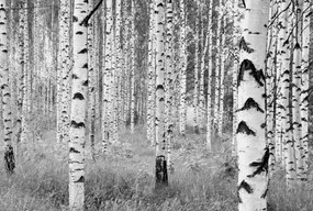 Komar Vliesová fototapeta Woods 368 x 248 cm