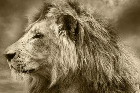 Obraz africký lev v sépiovém provedení Varianta: 120x80