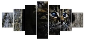 Obraz koťátka (210x100 cm)