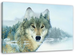 Obraz na plátně Zvířecí příroda Horský vlk - 120x80 cm