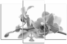 Obraz na plátně - Orchidej květ izolována na bílém pozadí 1222QC (135x90 cm)