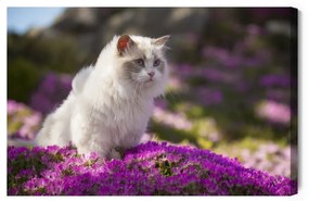 Obraz Ragdoll Kočka Mezi Květinami Nedostatek Nedostatek Přírodní plátno 100x70