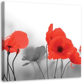 Gario Obraz na plátně Červené máky v šedé barvě Rozměry: 30 x 30 cm