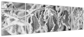 Obraz - Zmrzlé listy, černobílá (170x50 cm)