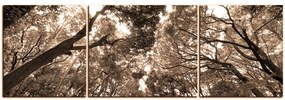 Obraz na plátně - Zelené stromy v lese - panoráma 5194FC (150x50 cm)