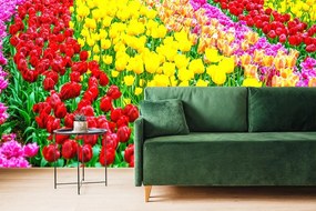 Samolepící fototapeta zahrada plná tulipánů - 150x100 cm