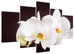 Obraz květů orchideje (150x105 cm)
