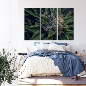 Vícedílný obraz Rostlina Konopí Zblízka Nedostatek Nedostatek Plátno Canvas 120x80