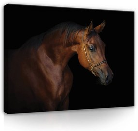 Postershop Obraz na plátně: Kůň (4) - 80x60 cm