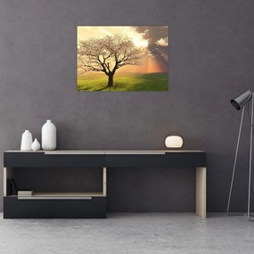 Obraz stromu na louce (70x50 cm)