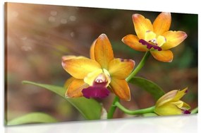 Obraz oranžová orchidej Varianta: 120x80