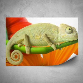 Plakát - Chameleon (60x40 cm) - PopyDesign