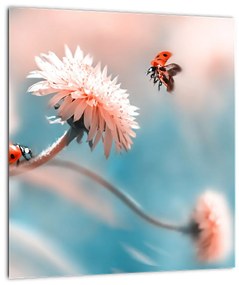 Obraz - Berušky na květu (30x30 cm)