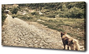 Wallmuralia Foto obraz na plátně Dva psi na kopci 100x50